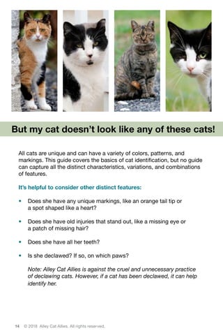 catidentification.pdf