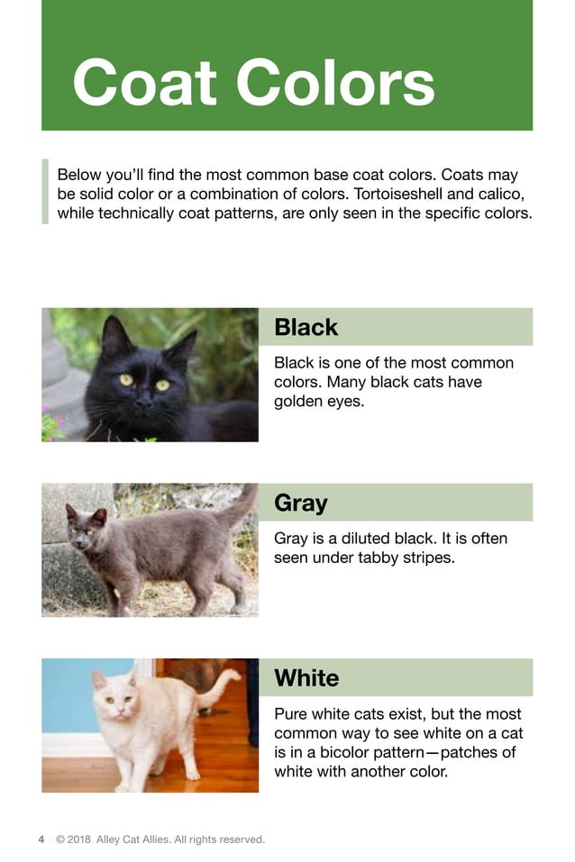 catidentification.pdf | Cats | Pets