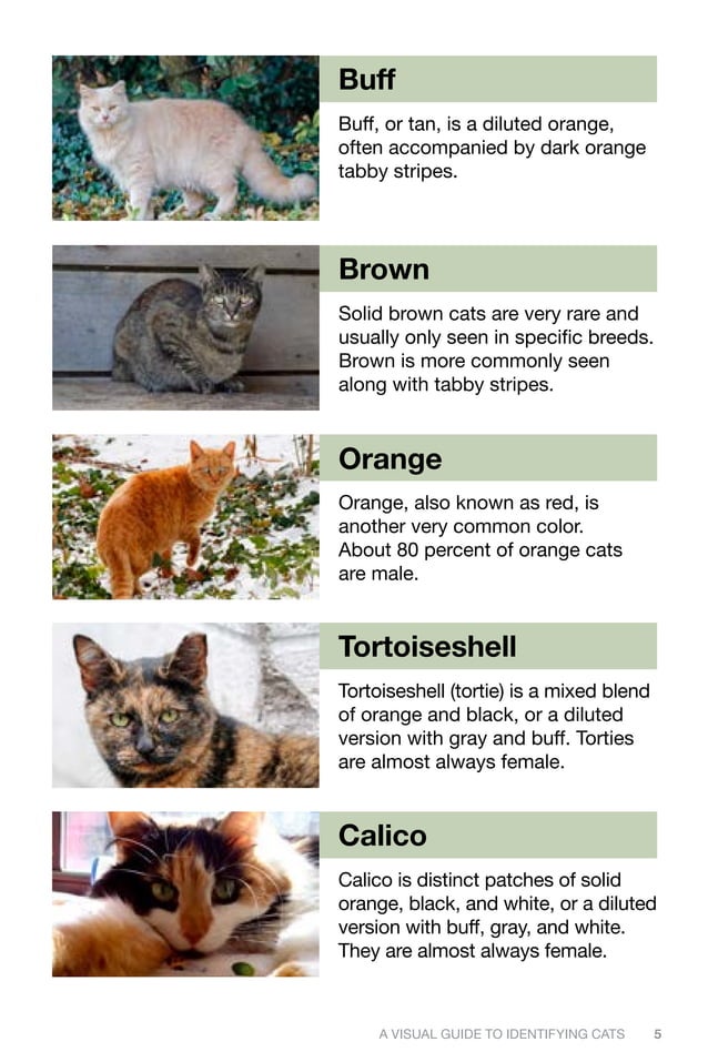catidentification.pdf | Cats | Pets