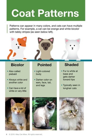 catidentification.pdf