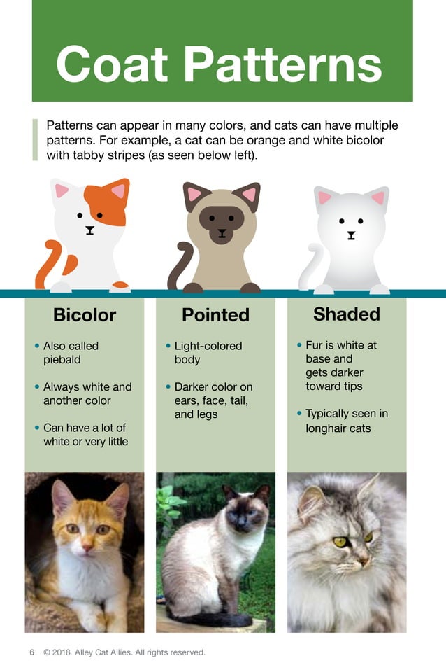 catidentification.pdf | Cats | Pets