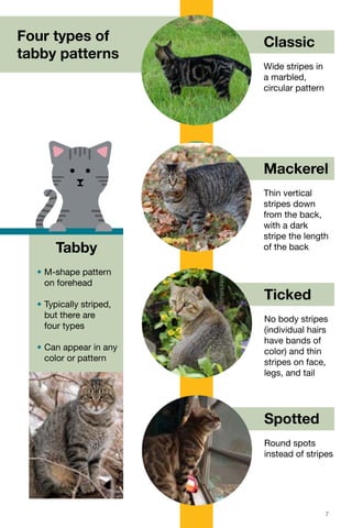 catidentification.pdf