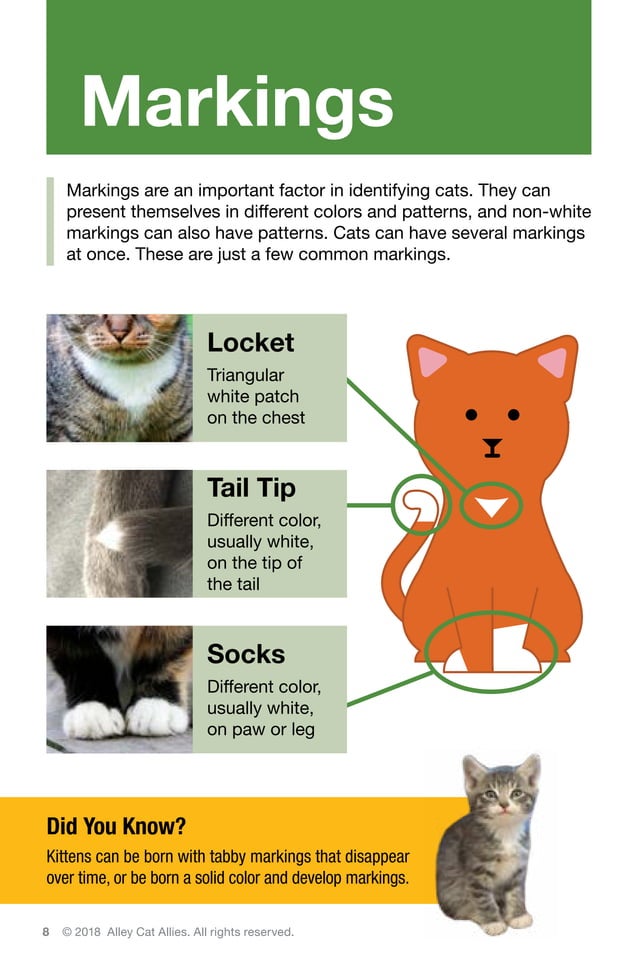 catidentification.pdf | Cats | Pets