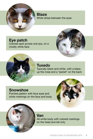 catidentification.pdf