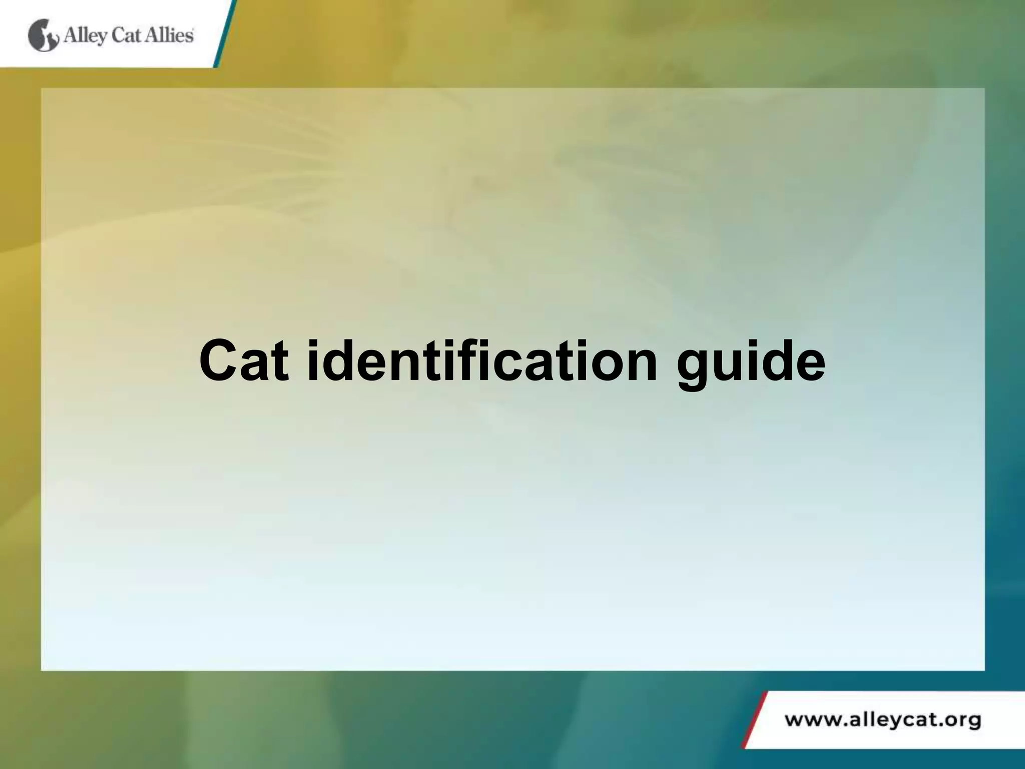 Cat Identification Guide | PPTX | Cats | Pets