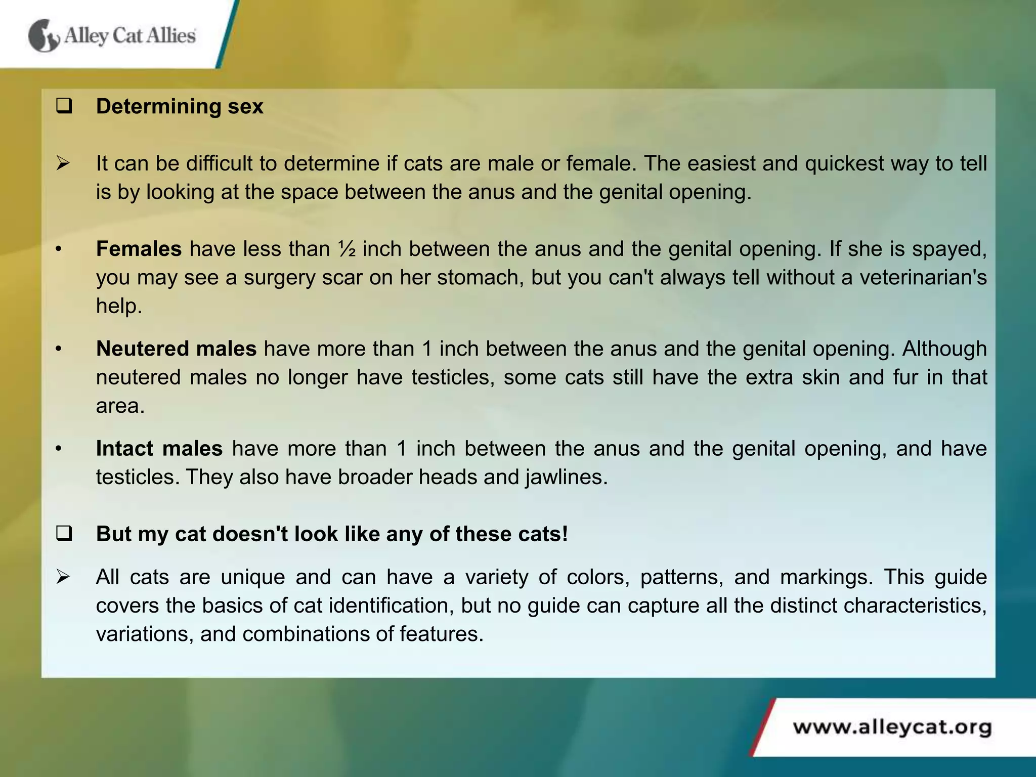 Cat Identification Guide | PPTX | Cats | Pets