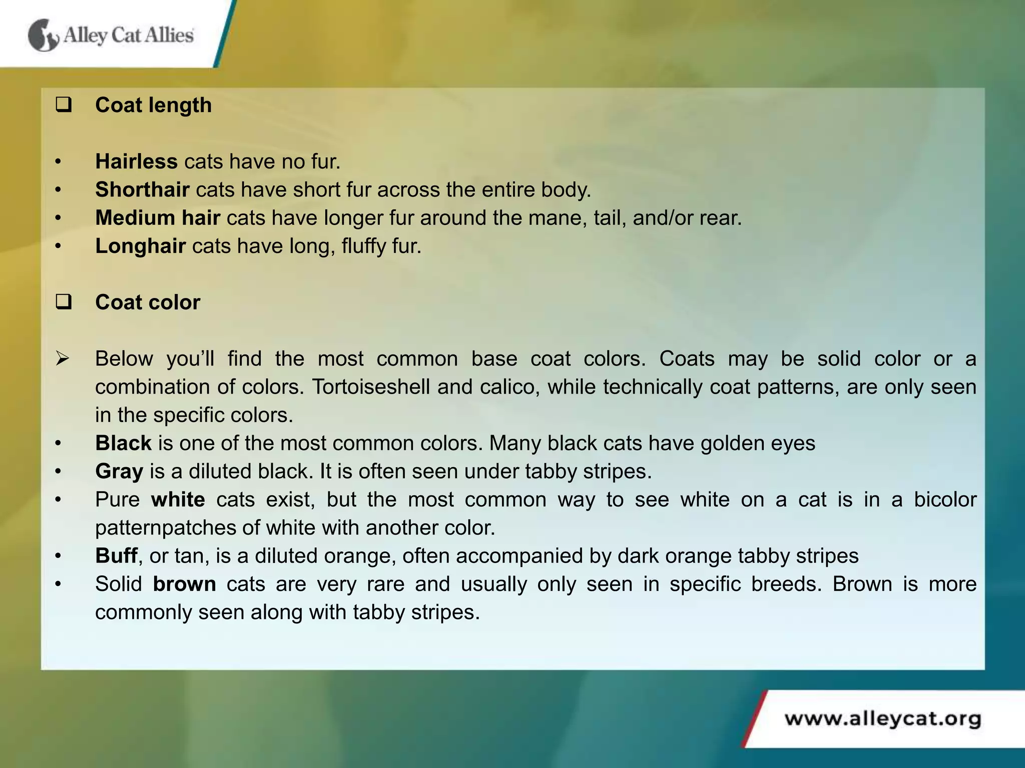 Cat Identification Guide | PPTX