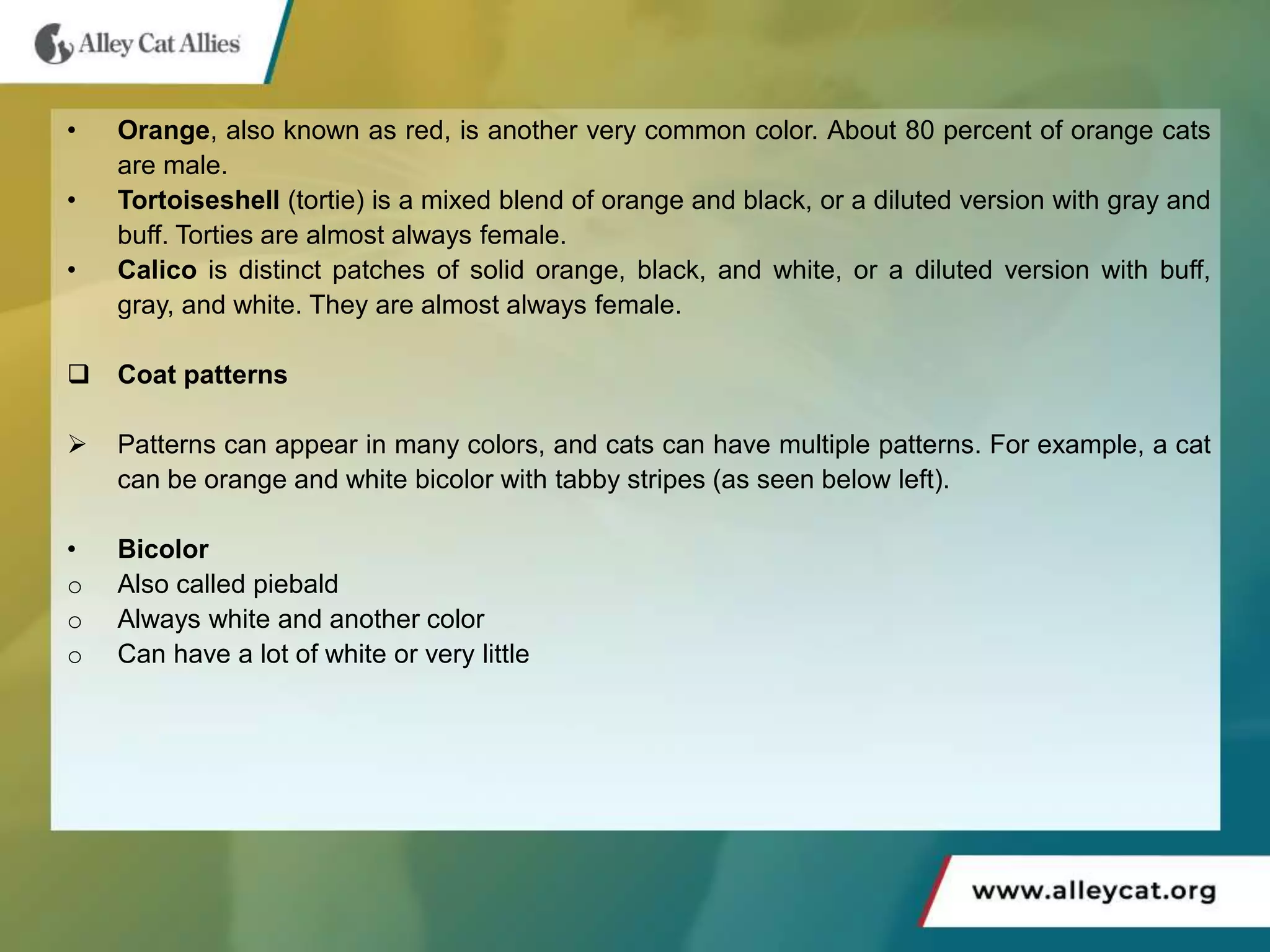 Cat Identification Guide | PPTX