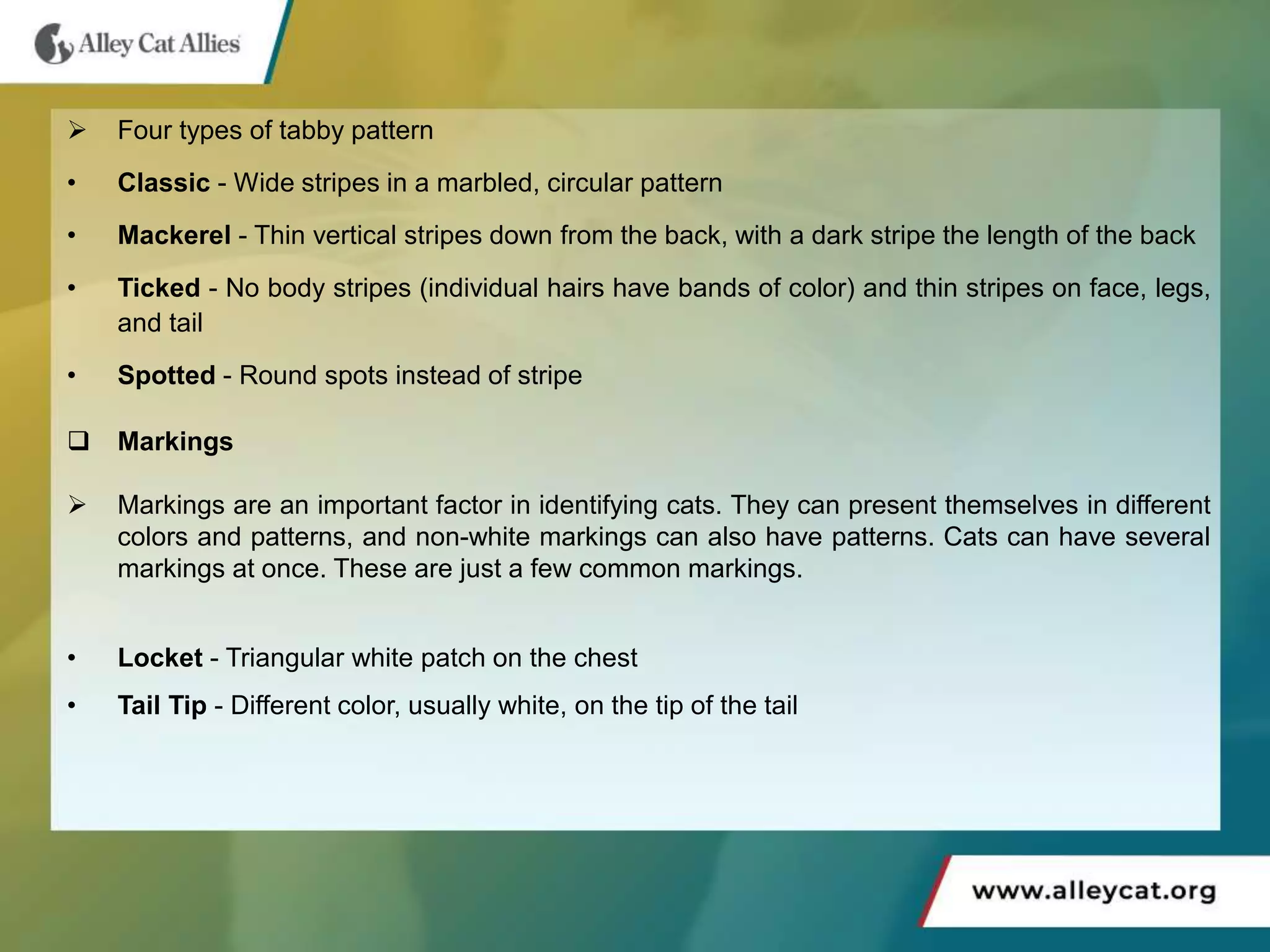 Cat Identification Guide | PPTX