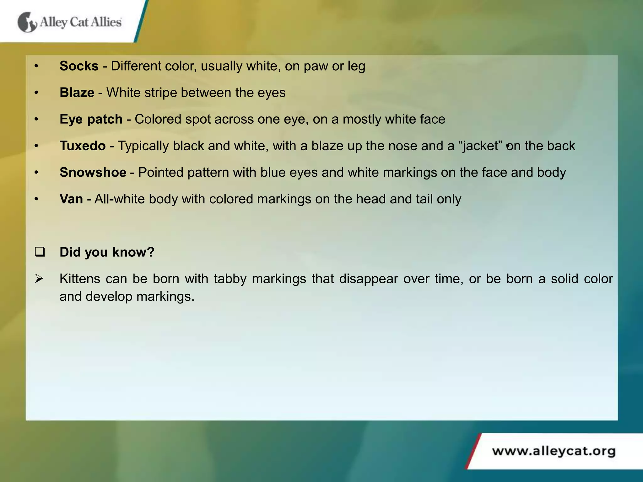 Cat Identification Guide | PPTX