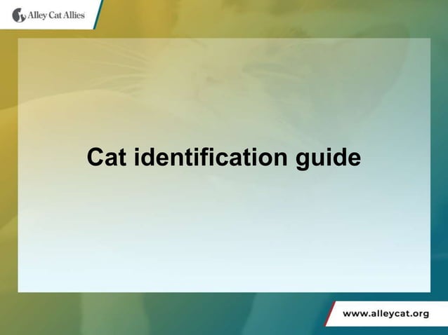 Cat Identification Guide | PPTX | Cats | Pets