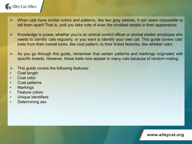 Cat Identification Guide | PPTX | Cats | Pets