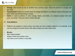 Cat Identification Guide | PPTX