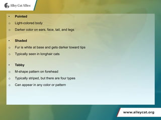 Cat Identification Guide | PPTX