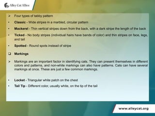 Cat Identification Guide | PPTX