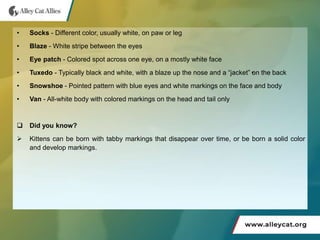 Cat Identification Guide | PPTX