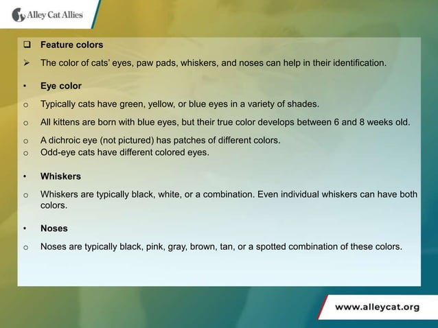 Cat Identification Guide | PPTX | Cats | Pets