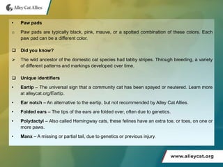Cat Identification Guide | PPTX