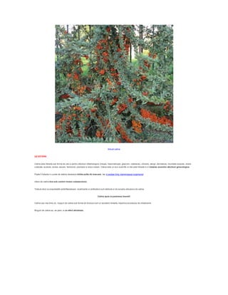 Catina | PDF