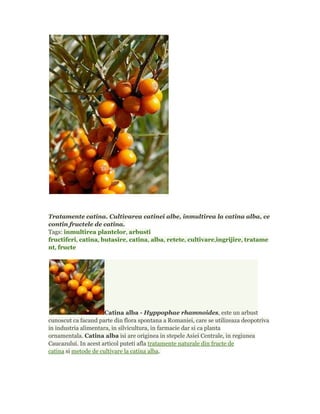 Catina | PDF