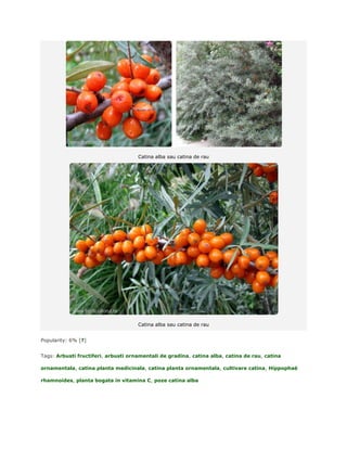 Catina alba | PDF