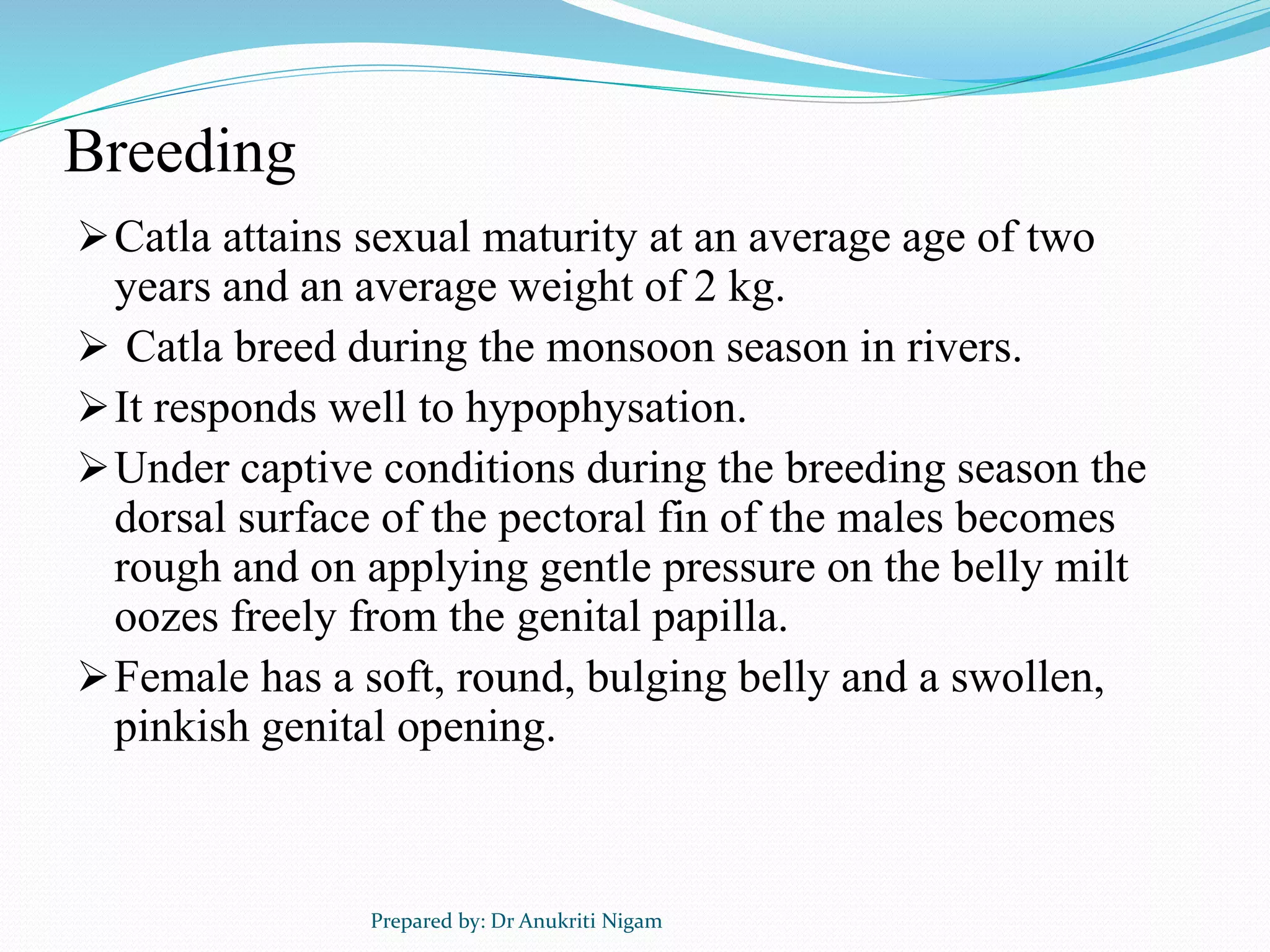 Introduction to Catla catla | PPTX