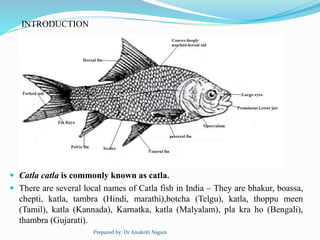 Introduction to Catla catla | PPTX
