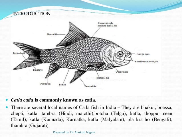 Introduction to Catla catla