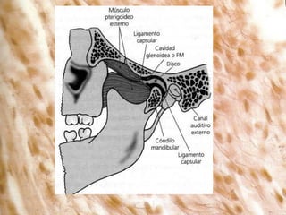 Catm | PPT