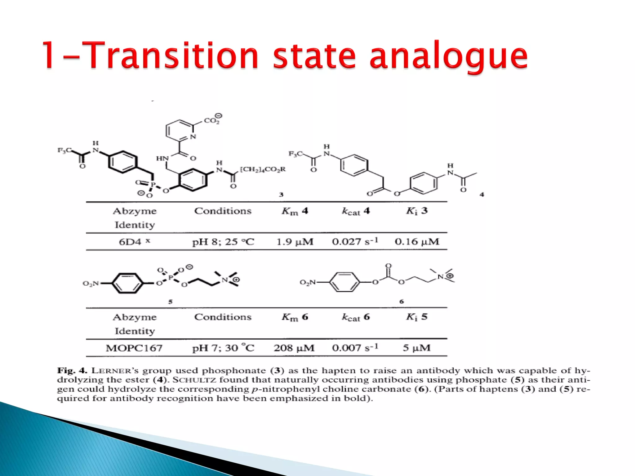Catmab(abzyme) | PDF