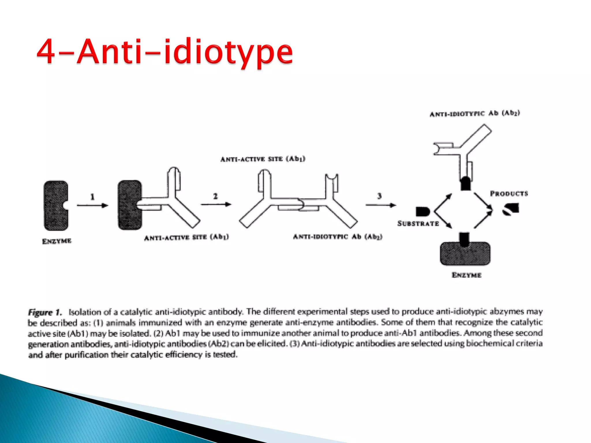 Catmab(abzyme) | PDF