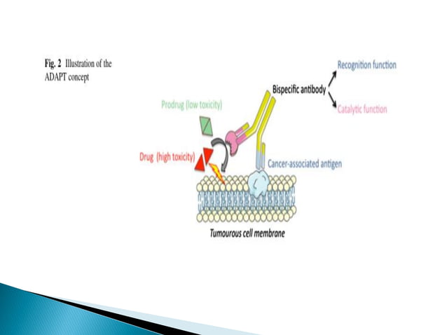 Catmab(abzyme) | PDF | Genetics | Science