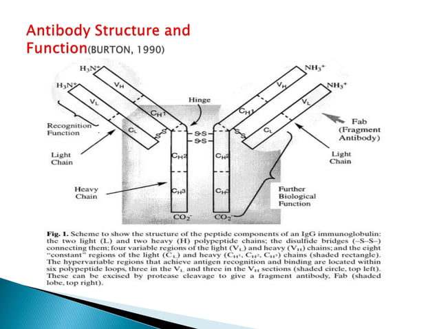 Catmab(abzyme) | PDF | Genetics | Science