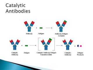 Catmab(abzyme) | PDF