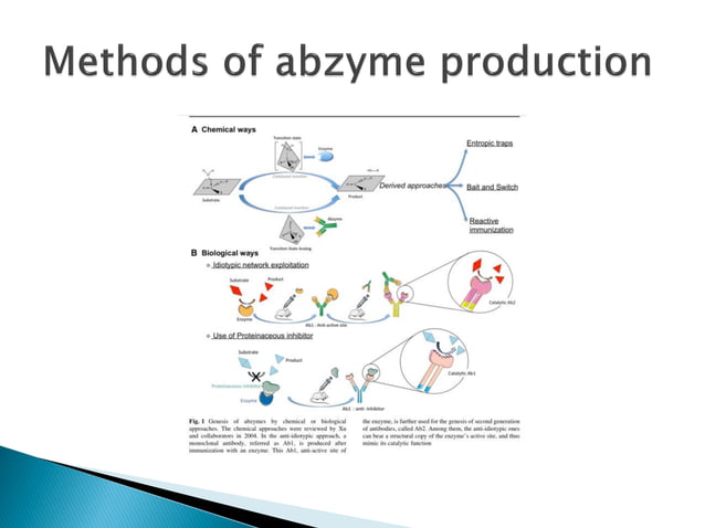Catmab(abzyme) | PDF | Genetics | Science