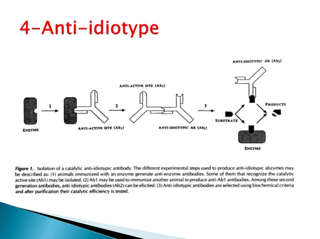 Catmab(abzyme) | PDF | Genetics | Science