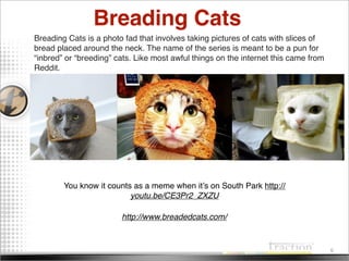 Cat Memes 2011-2012 | KEY