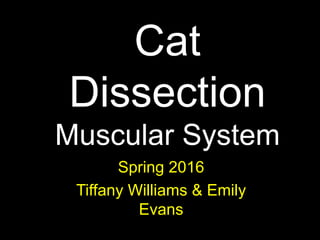 Cat muscular system ee and tw | PPTX