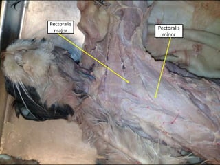 Cat muscular system ee and tw | PPTX