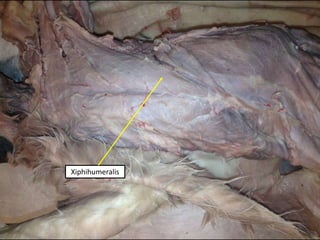 Cat muscular system ee and tw | PPTX