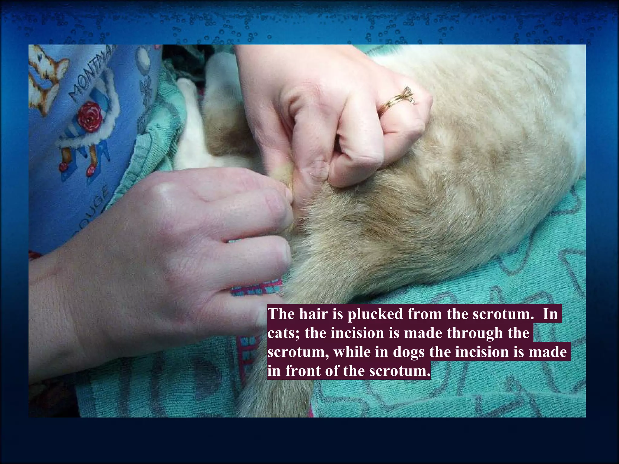 Cat Neuter Procedures | PDF