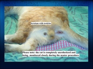 Cat Neuter Procedures | PDF