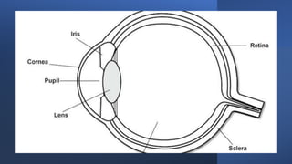 Catoptric images.pptx