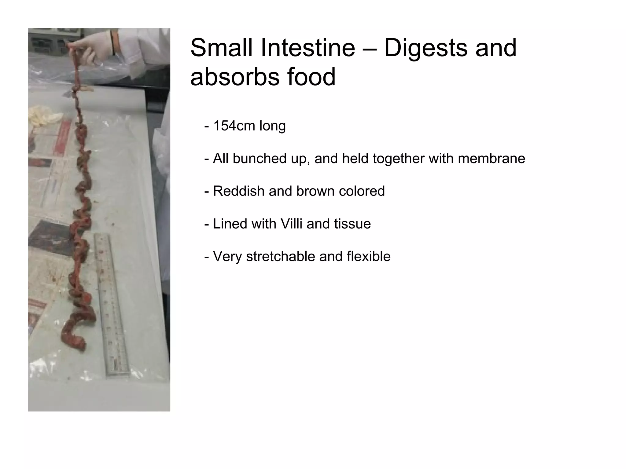 Cat Dissection (Organs) | PPT