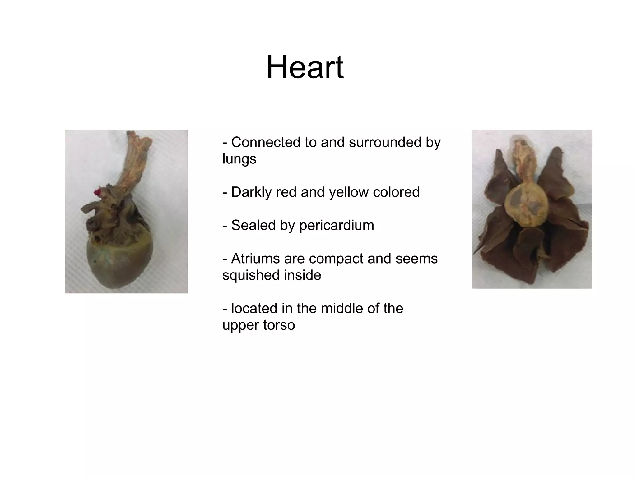 Cat Dissection (Organs) | PPT