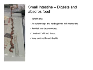 Cat Dissection (Organs) | PPT