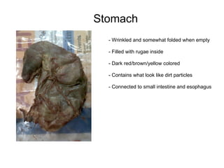 Cat Dissection (Organs) | PPT