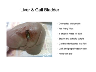 Cat Dissection (Organs) | PPT
