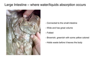 Cat Dissection (Organs) | PPT