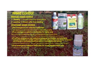 Training manual for maize production under conservation agriculture | PPT